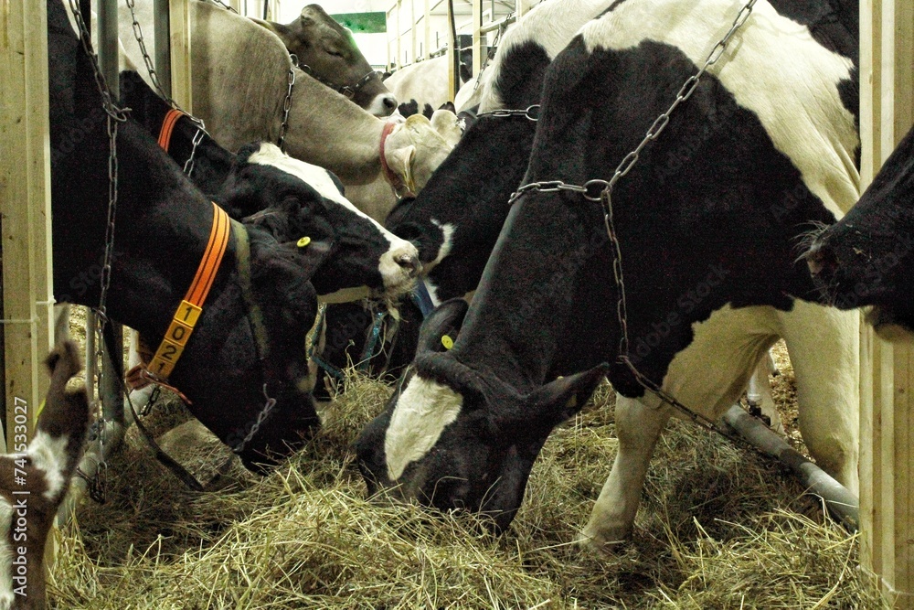 Cows on dairy farm. Cattle feeding with hay. Concept of farming and ...