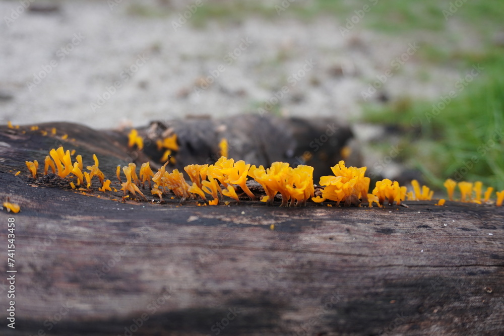 Similar to the cordyceps militaris mushroom, this small yellow fungus ...