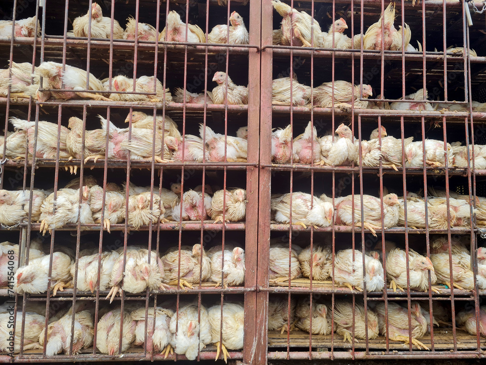 delivery of broiler chickens. Slaughter chickens in iron box cages in ...