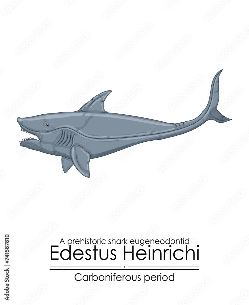 Edestus Heinrichi, a prehistoric shark eugeneodontid, creature from the ...