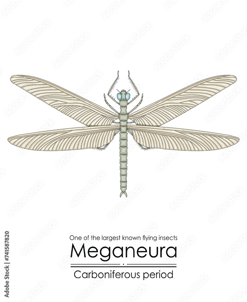 Meganeura, one of the largest known flying insects, creature from the ...