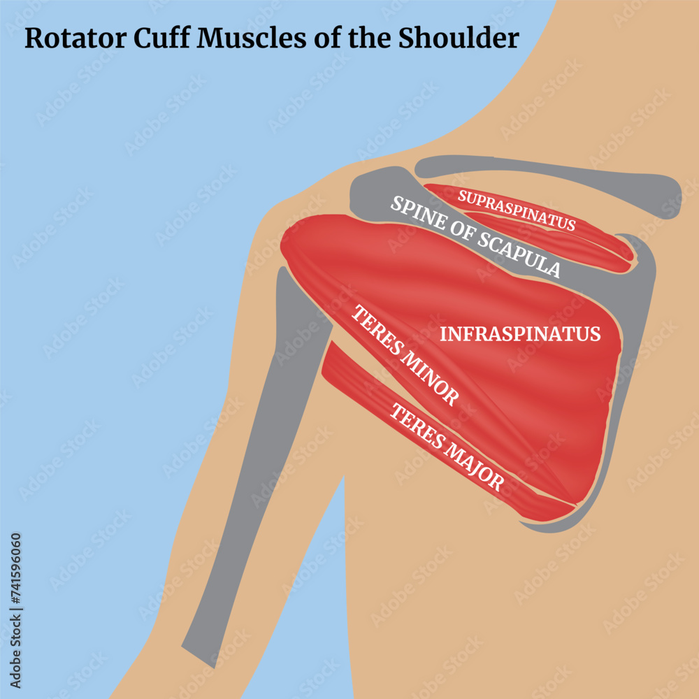 Muscles of the scapula on the back. Human anatomy. Torso on a blue ...