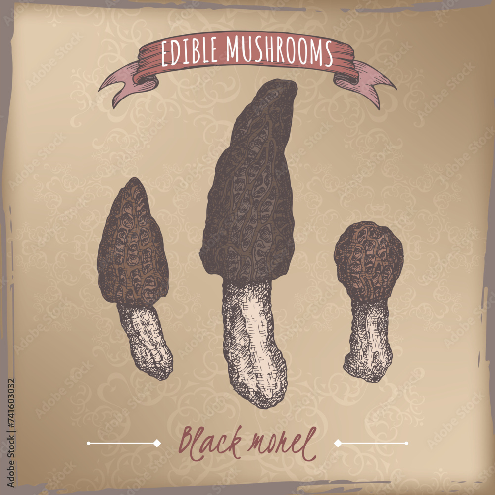 Morchella elata aka black morel color sketch on vintage background ...