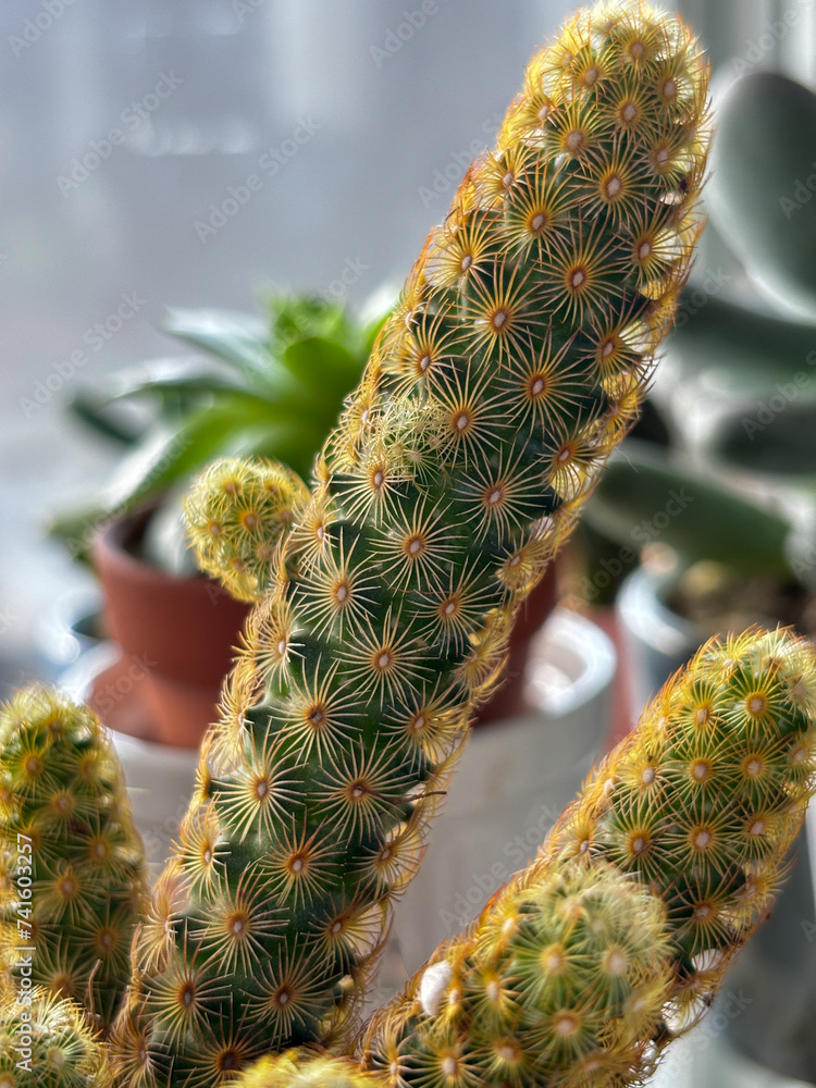 Beautiful indoor cactus pot plants of Mammillaria elongata from a ...