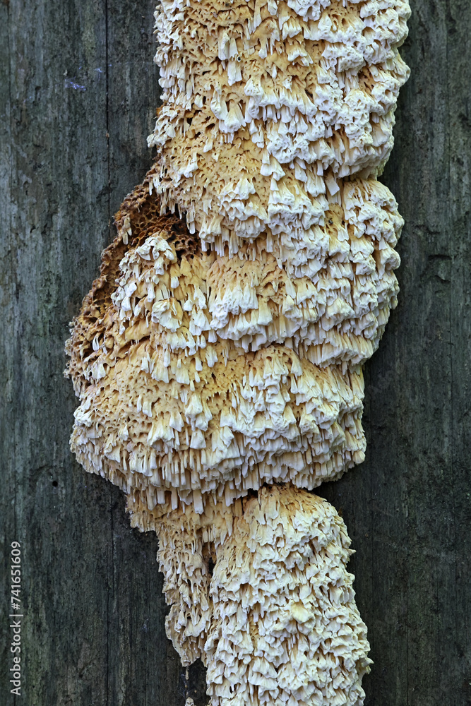 Pycnoporellus alboluteus, commonly known as the orange sponge polypore ...