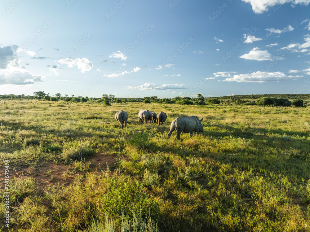 Aerial view of rhinos in the south african savanna (Biome) near ...