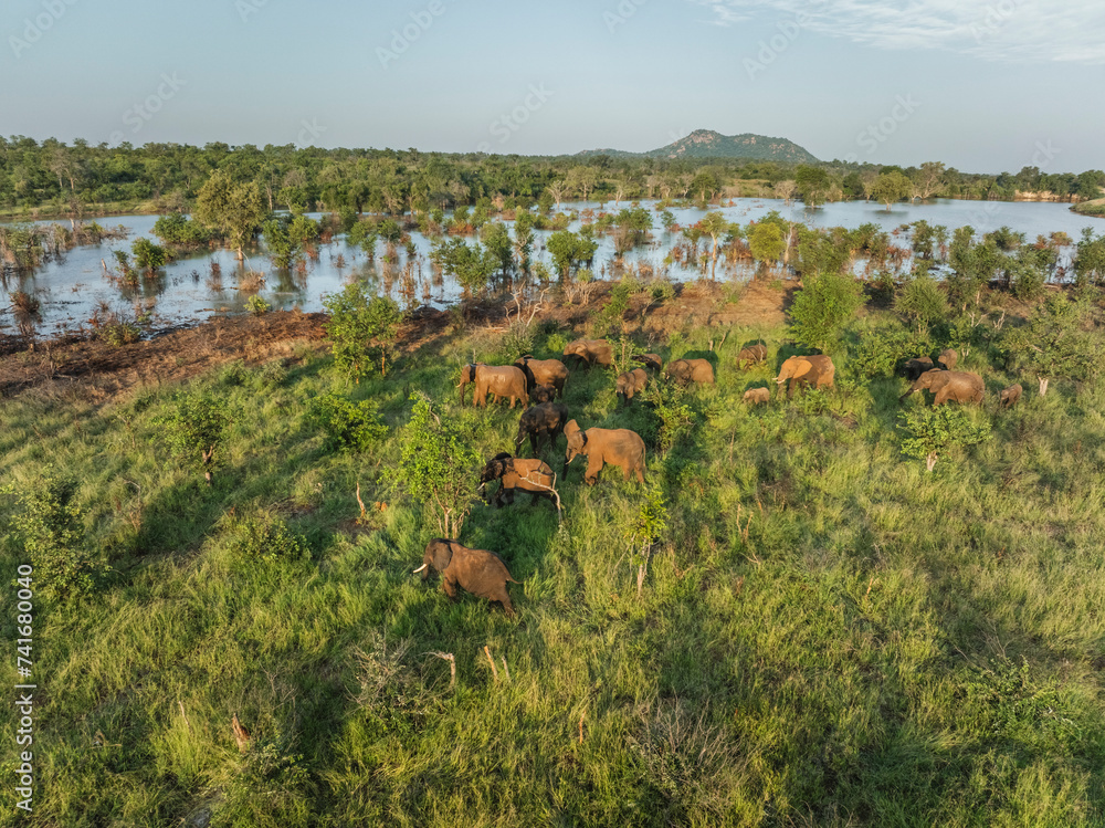 Aerial view of Elephants in the south African savanna (Biome) in Balule ...