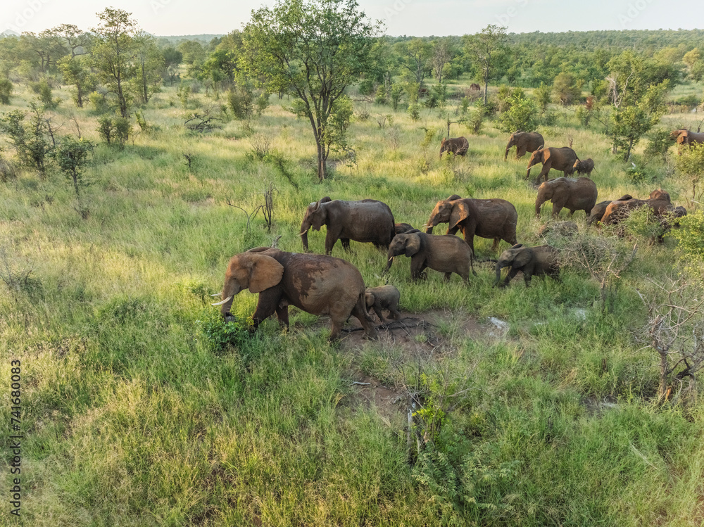 Aerial view of Elephants in the south African savanna (Biome) in Balule ...