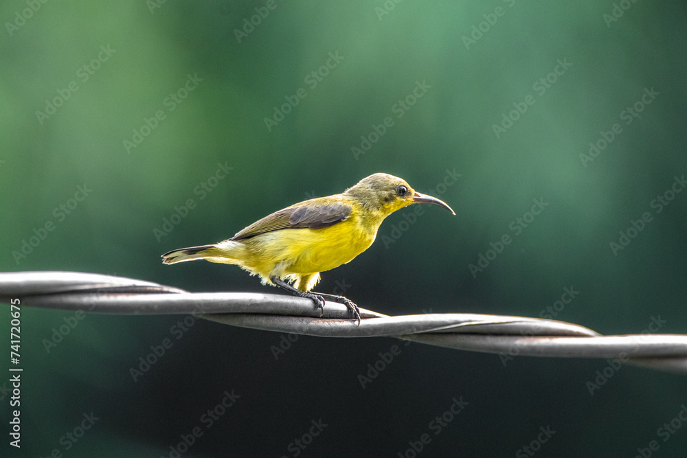 The garden sunbird (Cinnyris jugularis), previously known as the olive ...