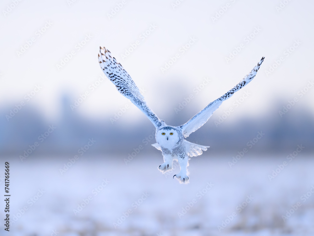 Snowy Owl,owl,snowy, order, sitting, scalloping, male, light, bird ...