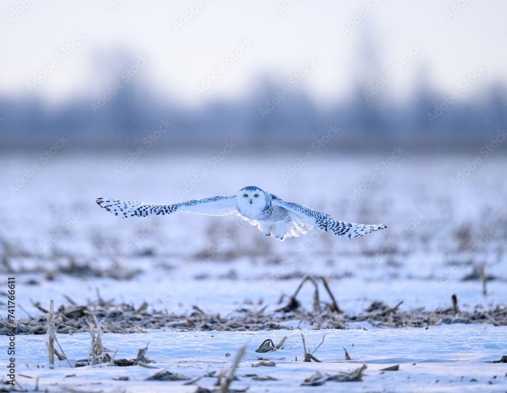 Snowy Owl,owl,snowy, order, sitting, scalloping, male, light, bird ...