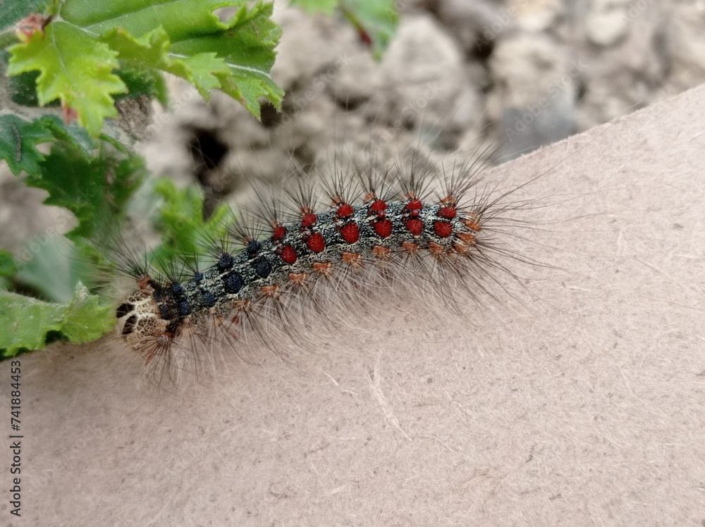 Gypsy moth, spongy moth, lymantria dispar, caterpillar, an Eurasian ...