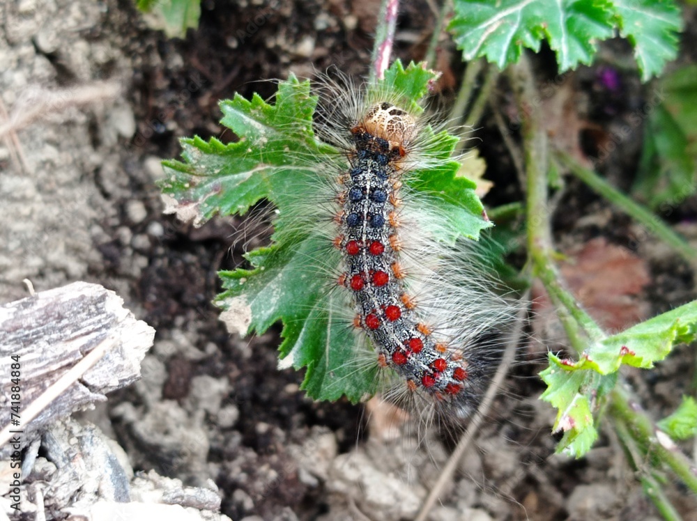 Gypsy moth, spongy moth, lymantria dispar, caterpillar, an Eurasian ...