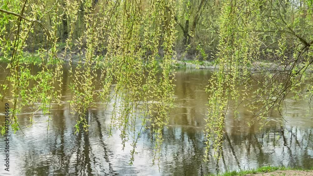 Vídeo do Stock: Salix babylonica (Babylon or weeping willow) is willow ...