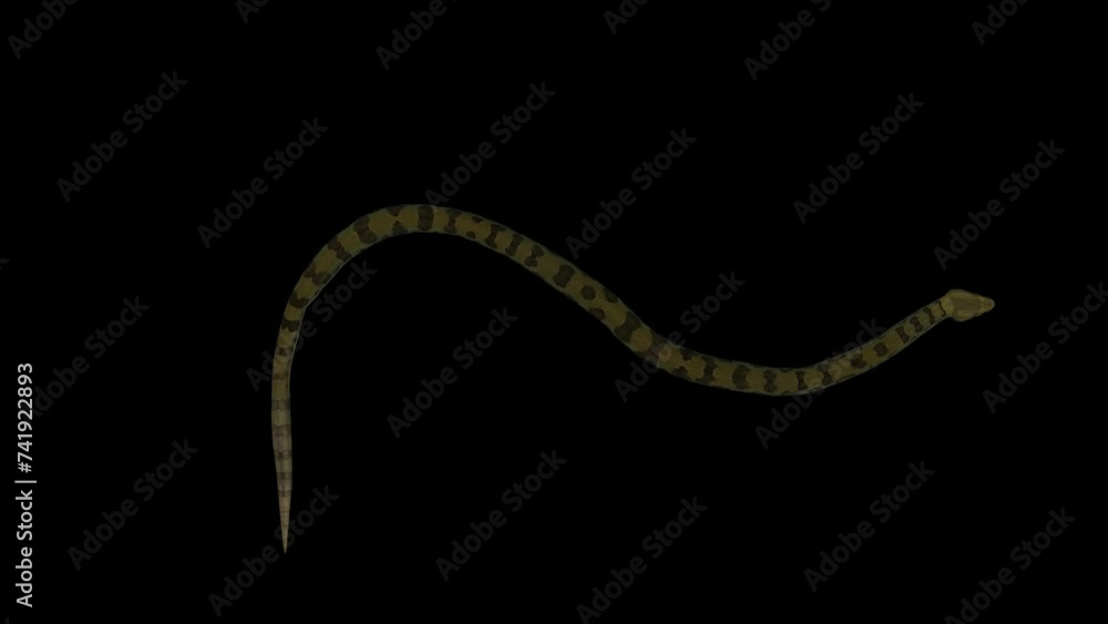 3D realistic anaconda snake crawling with a top view alpha channel on ...