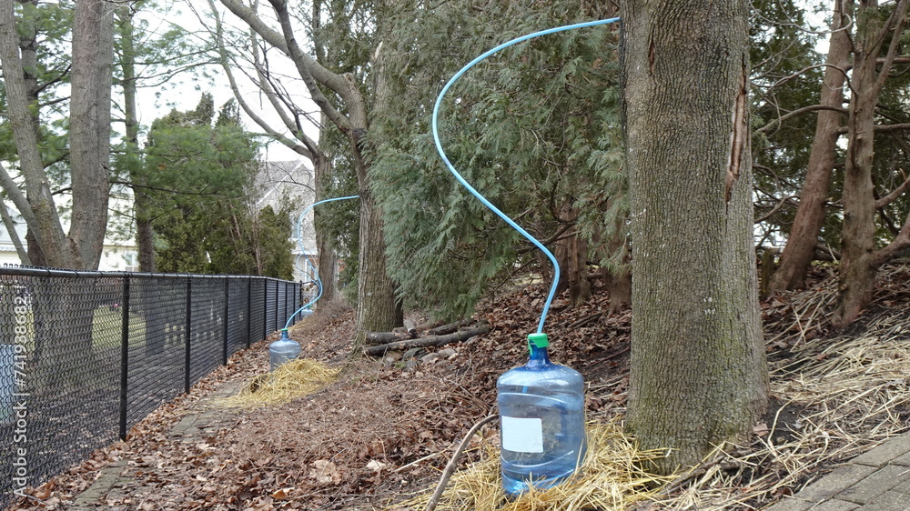 Tapped trees in a backyard collecting sap from maple trees. Stock Photo ...