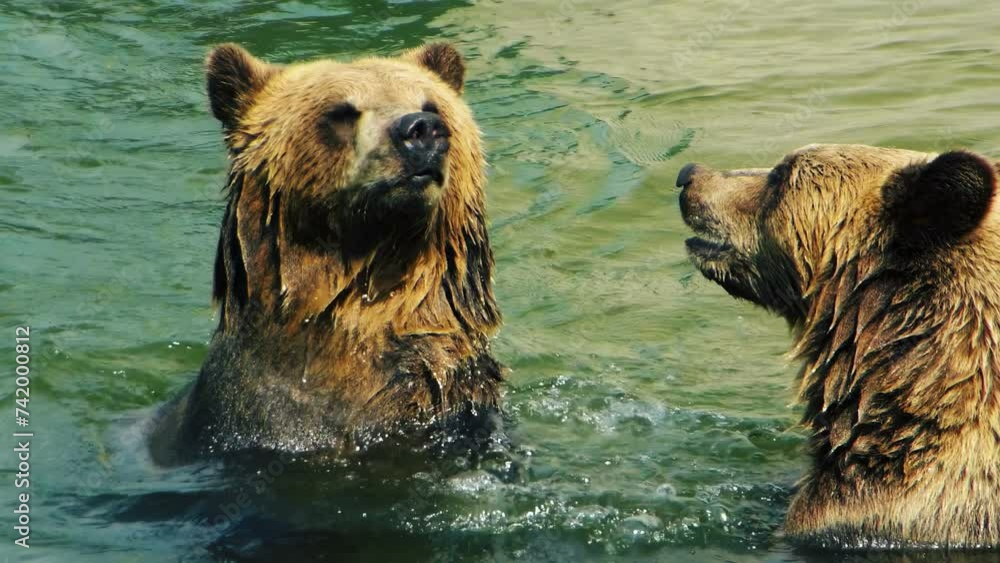 Wildlife animals footage. Two brown bears are playing in the water ...