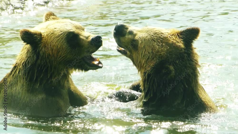 Wildlife animals footage. Two brown bears are playing in the water ...