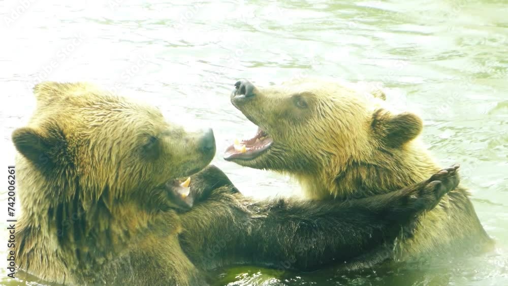 Vidéo Stock Wildlife animals footage. Two brown bears are playing in ...