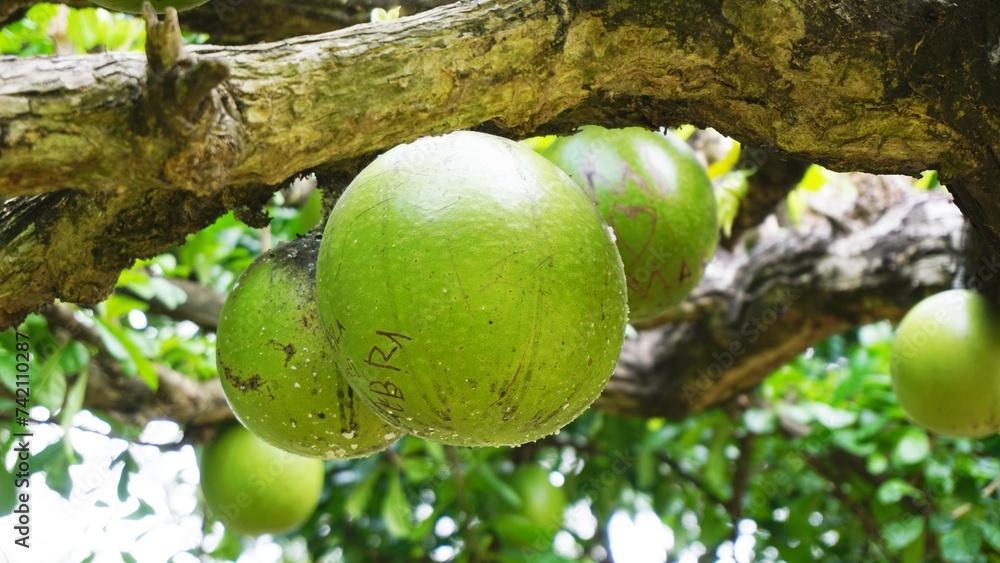 Crescentia cujete fruit with a natural background. Also called Calabash ...