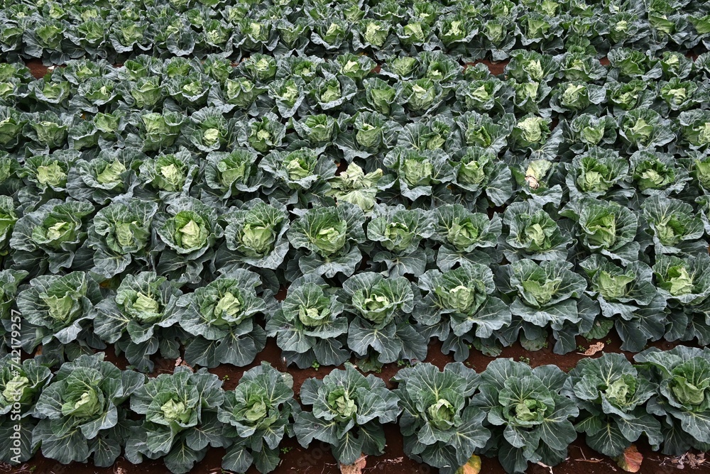 Cabbage cultivation. Cabbage is a healthy vegetable that contains ...
