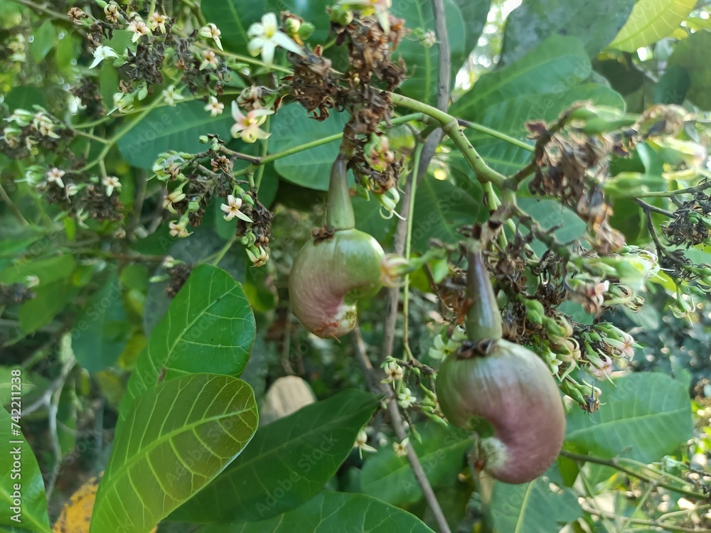 Cashew is the common name of a tropical evergreen tree Anacardium ...