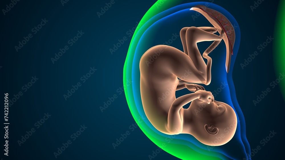female pregnant born baby anatomy system. 3d illustration Stock ...