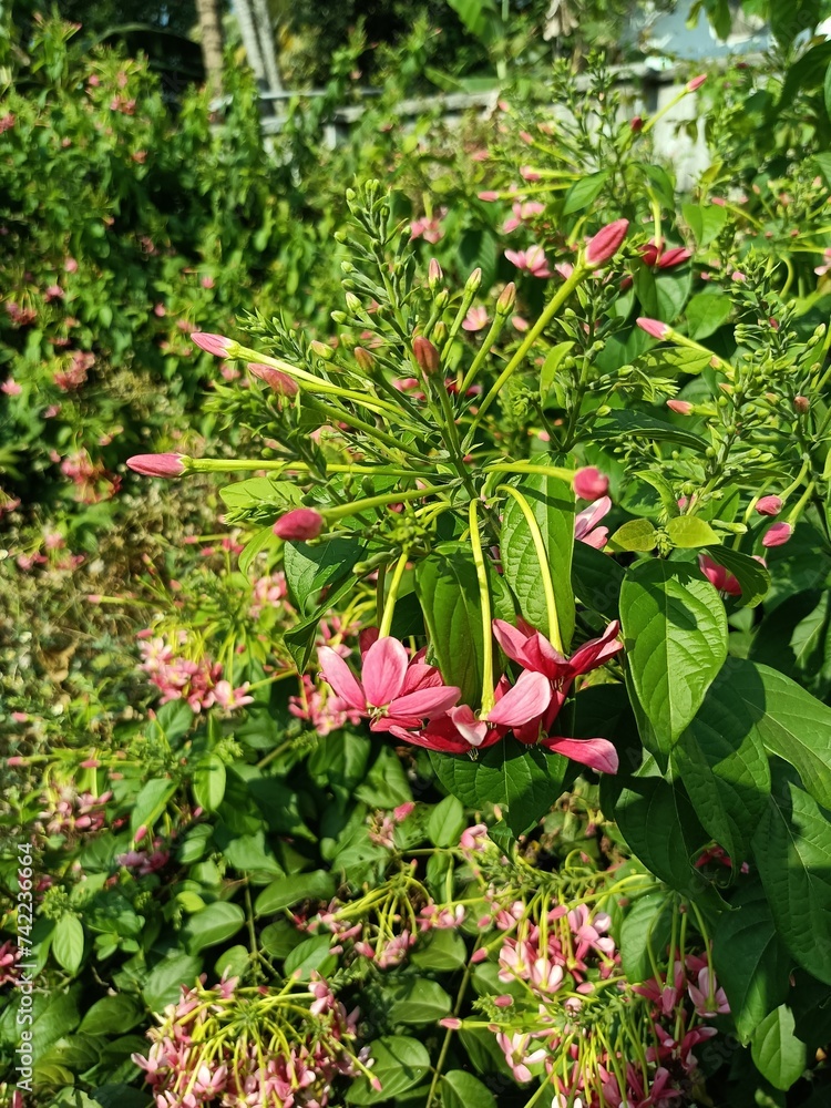 Combretum indicum, also commonly known as the Rangoon creeper or Burma ...