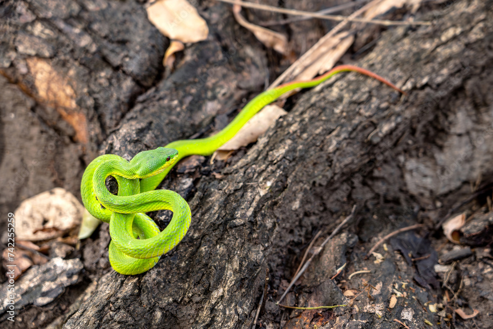Snake with hemotoxic venom affects the blood system. Guo’s green pit ...
