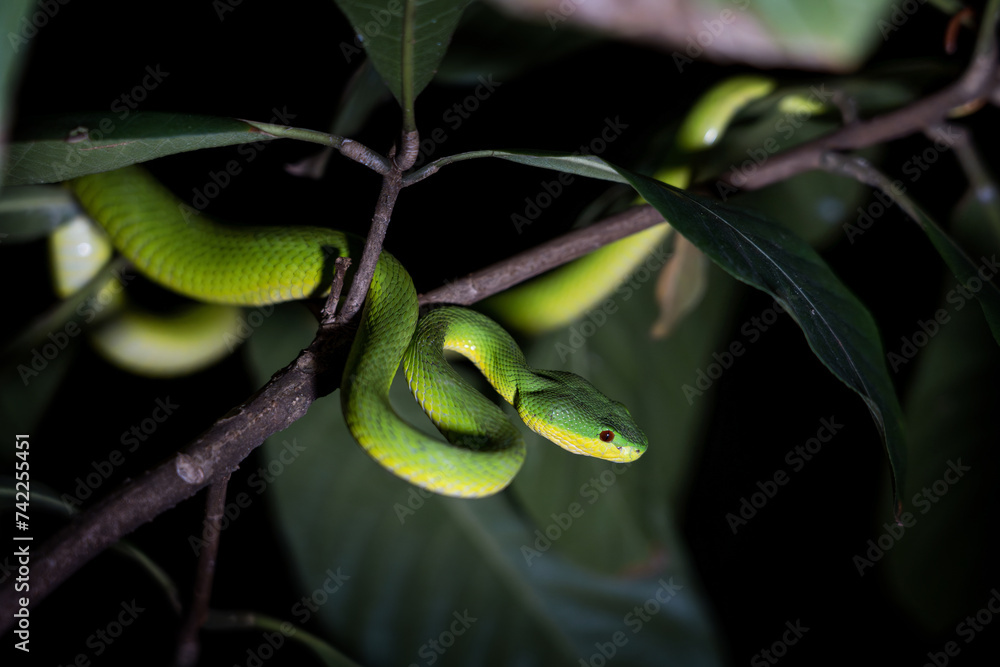 Snake with hemotoxic venom affects the blood system. Guo’s green pit ...