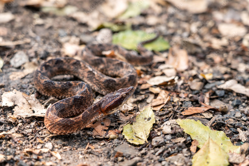 Snake with hemotoxic venom dangerous to the blood system. Malayan Pit ...