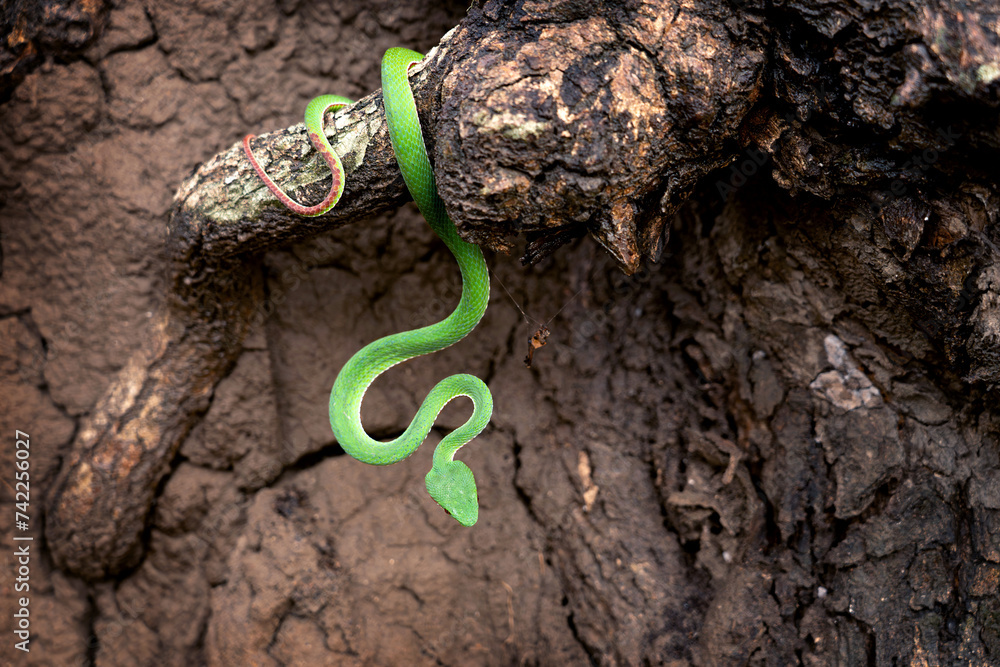 Snake with hemotoxic venom affects the blood system. Lanna green pit ...