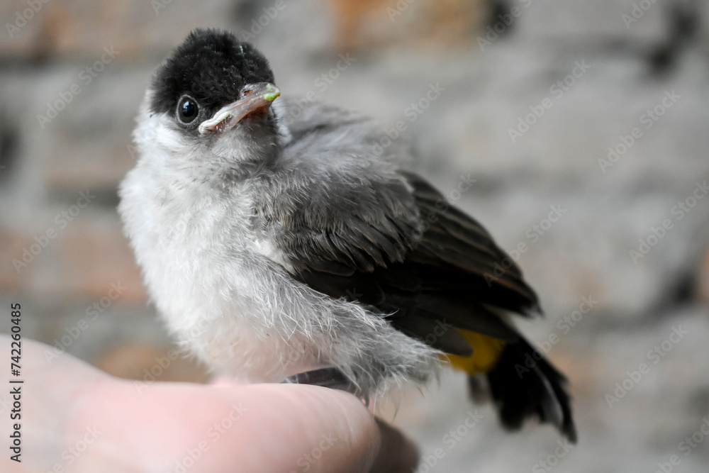 Front side portrait of The sooty-headed bulbul (Pycnonotus aurigaster ...