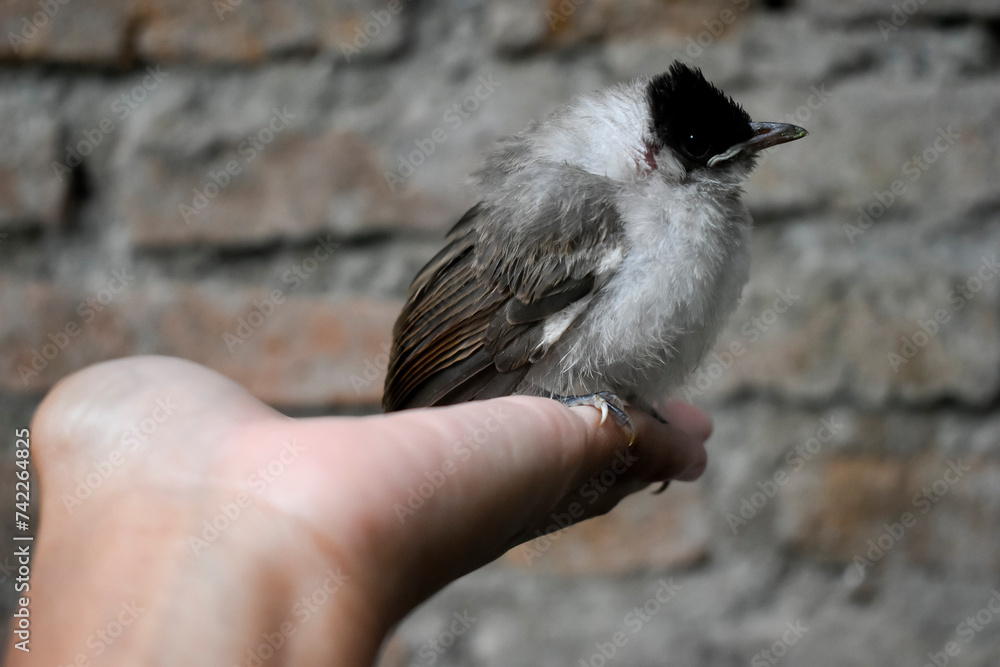 Front side portrait of The sooty-headed bulbul (Pycnonotus aurigaster ...