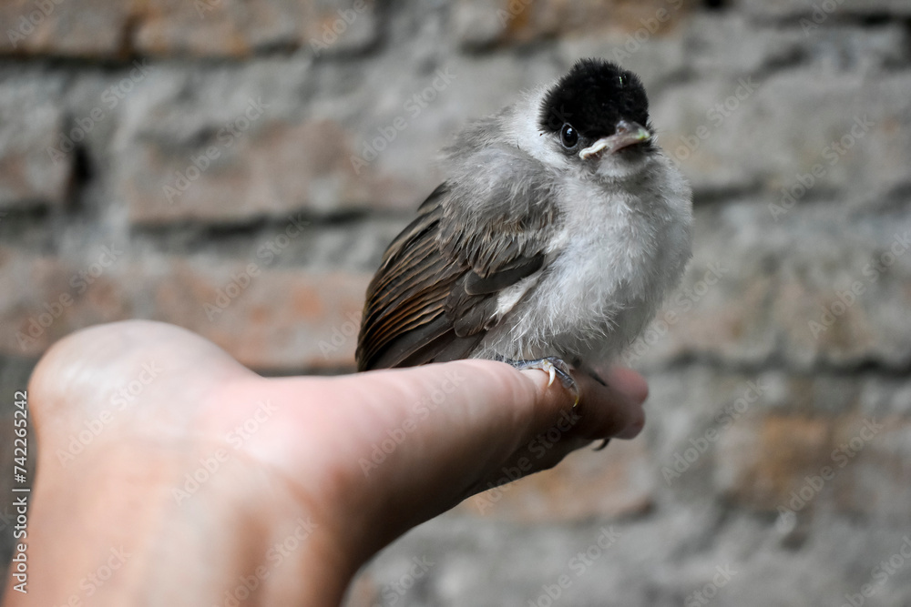 Front side portrait of The sooty-headed bulbul (Pycnonotus aurigaster ...