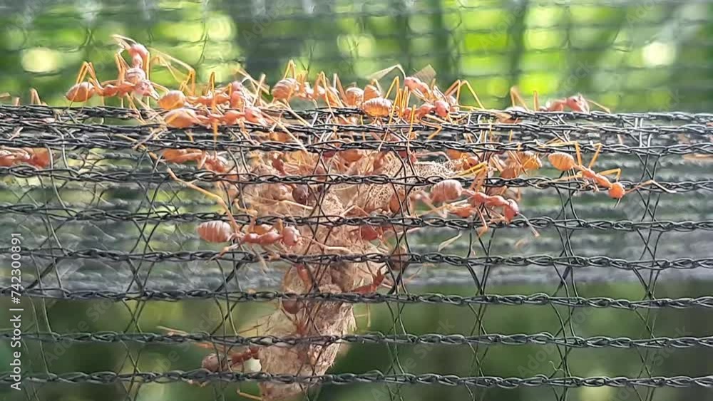 Group colony of weaver ants carrying dead moth back to their nest Stock ...
