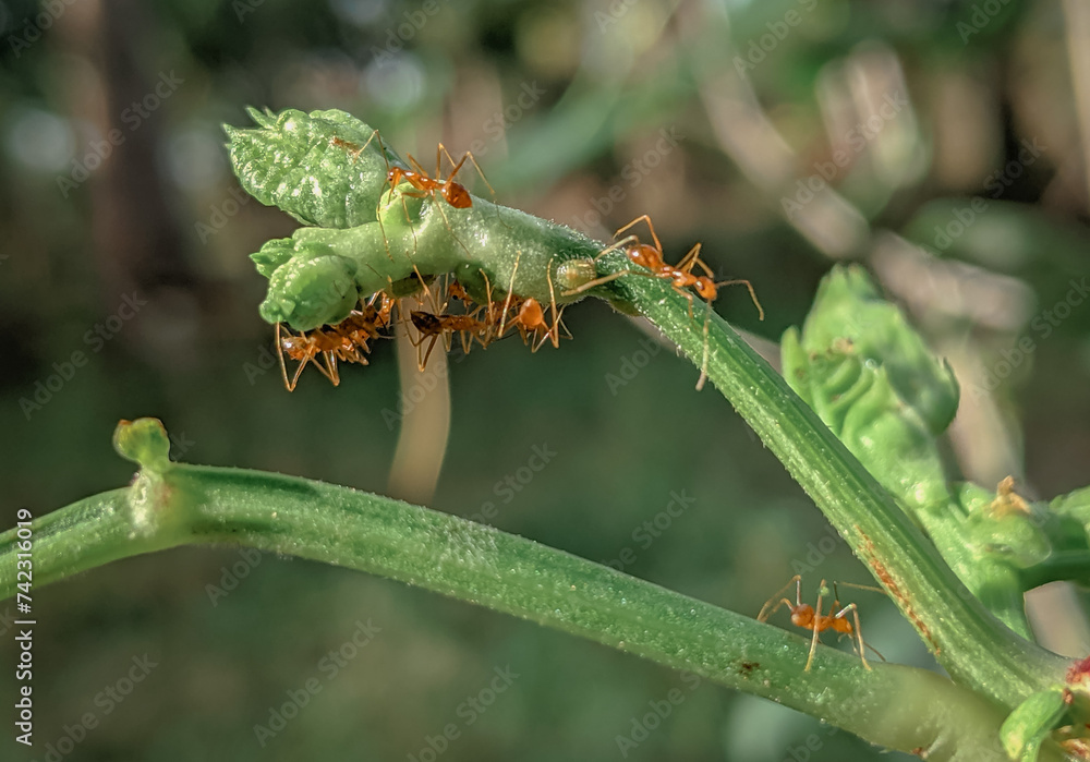 Red Ants Exploring Plant Life: Nature Macro Photography, Close-Up Ant ...