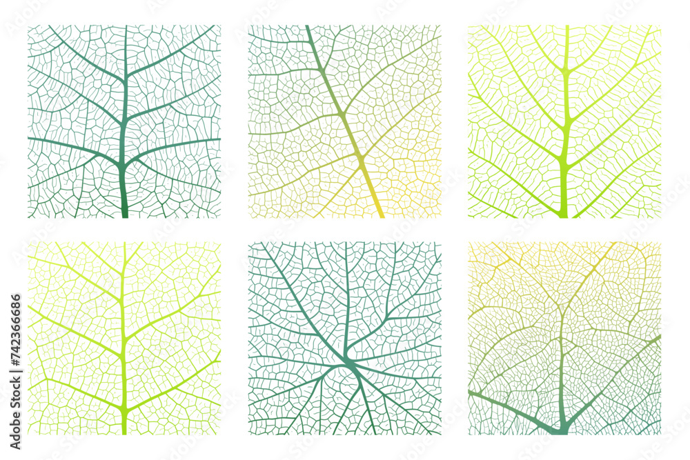 Leaf vein texture abstract background set with close up plant leaf ...