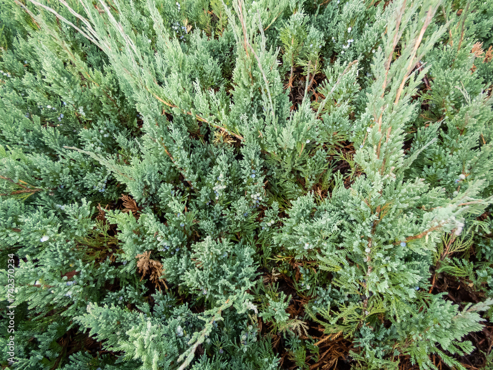 Evergreen Creeping juniper (Juniperus horizontalis) Alpina featuring ...