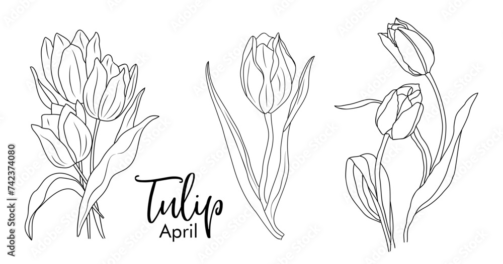 Set of Tulip April birth month flower outline drawings. Modern ...