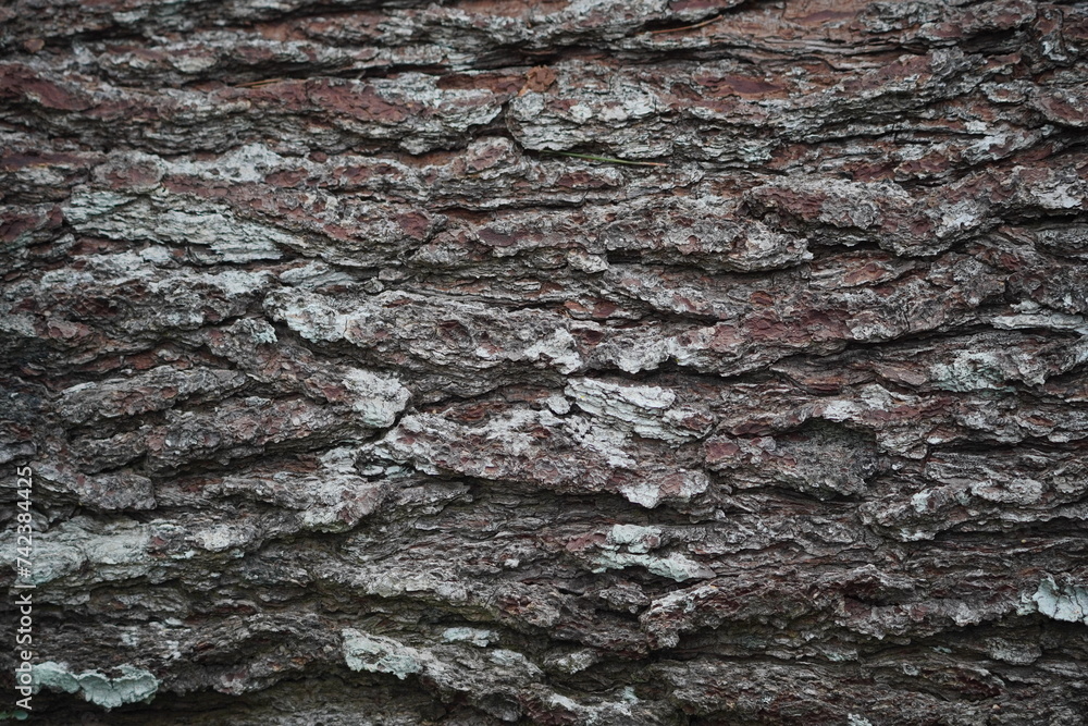 Pine bark texture for background. Old rough bark of a greenish pine ...