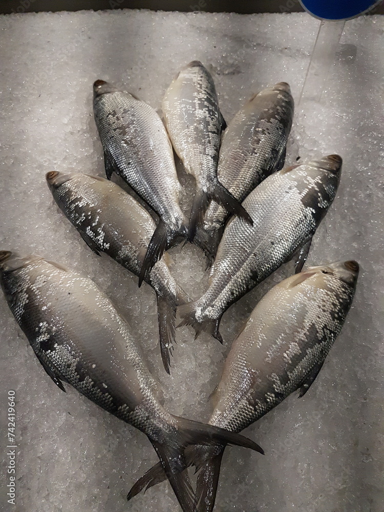 The milkfish (Chanos chanos) or Bangus is the sole living species in ...