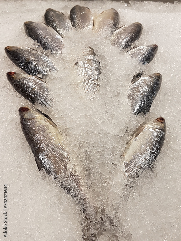 The milkfish (Chanos chanos) or Bangus is the sole living species in ...