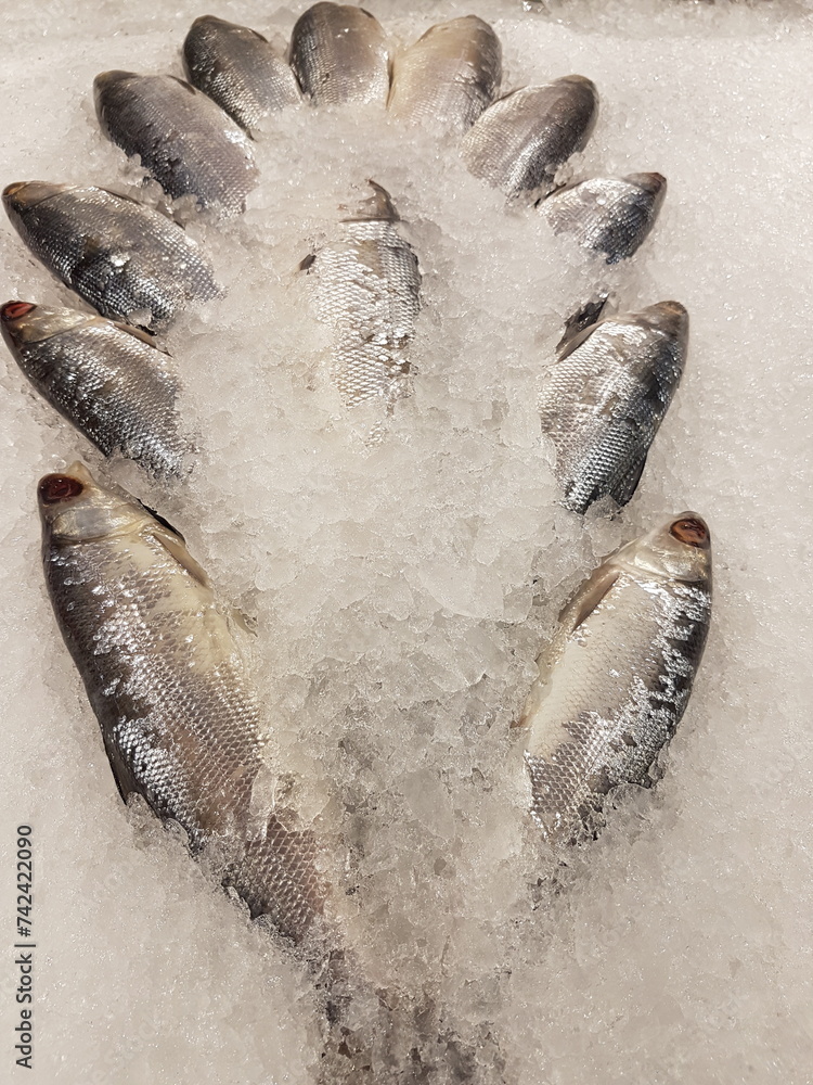 The milkfish (Chanos chanos) or Bangus is the sole living species in ...