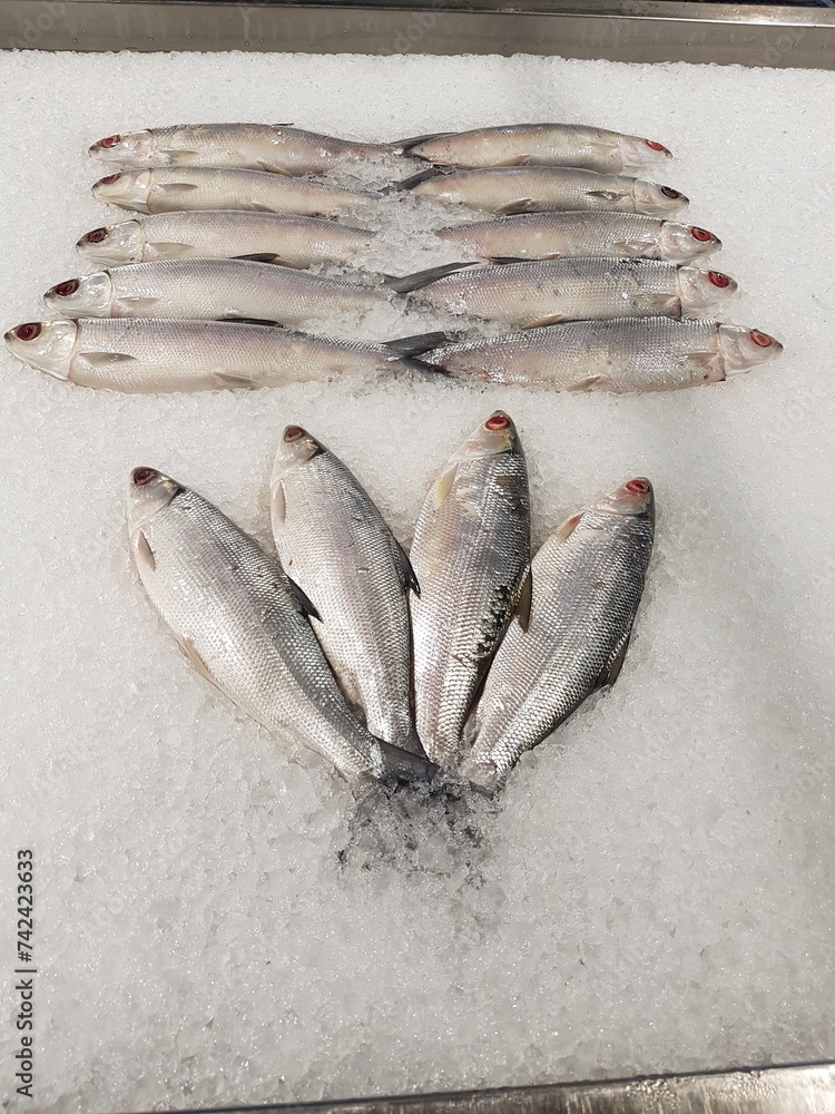 The milkfish (Chanos chanos) or Bangus is the sole living species in ...