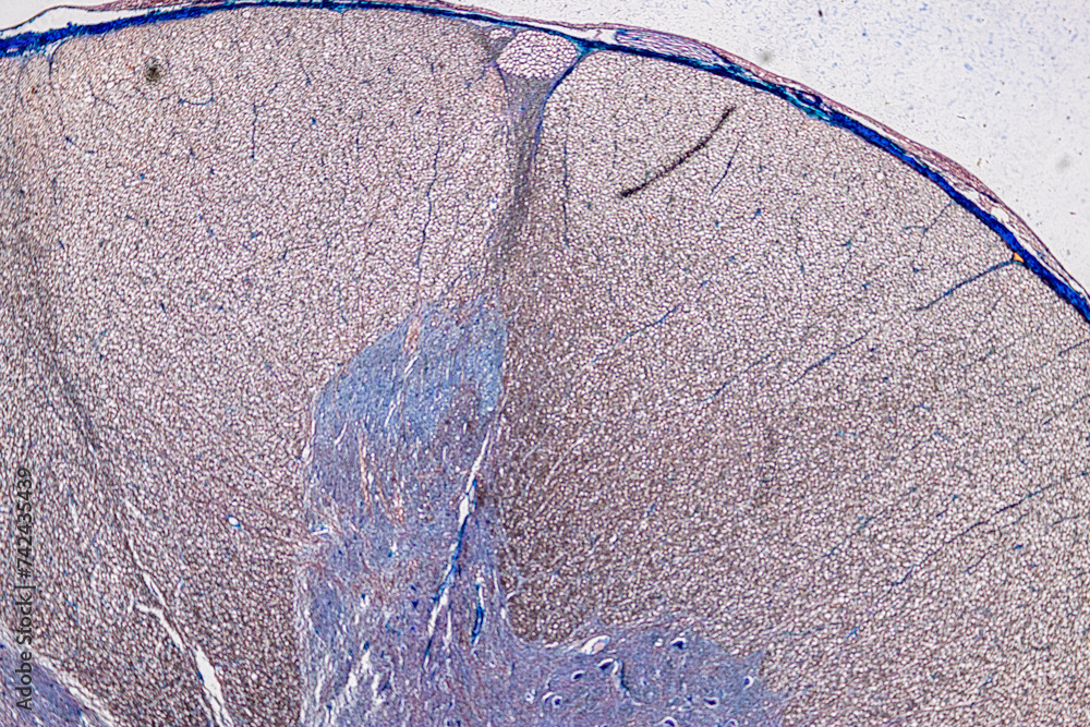 Histological Cerebellum human, Sympathetic ganglion human And Spinal ...