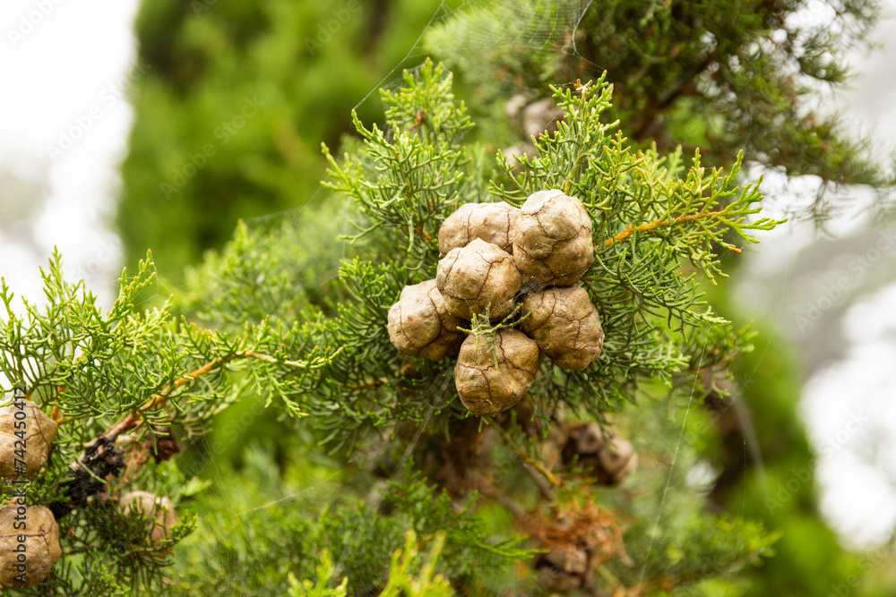 Mediterranean Cypress Young Foliage And Cones Cupressus Sempervirens ...