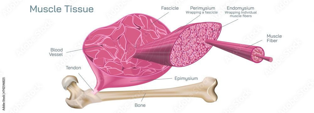 There are three types of muscle tissue that are cardiac, smooth and ...