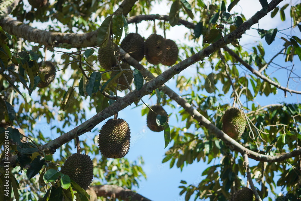 Durian fruits (King of fruit; Buah Durian; duren, Durio); duriang ...