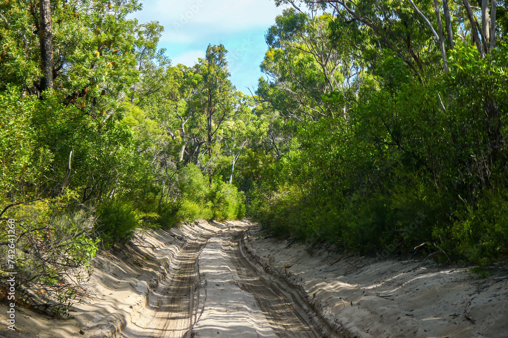 Wheel tracks on a sandy road in the Great Sandy National Park on Fraser ...